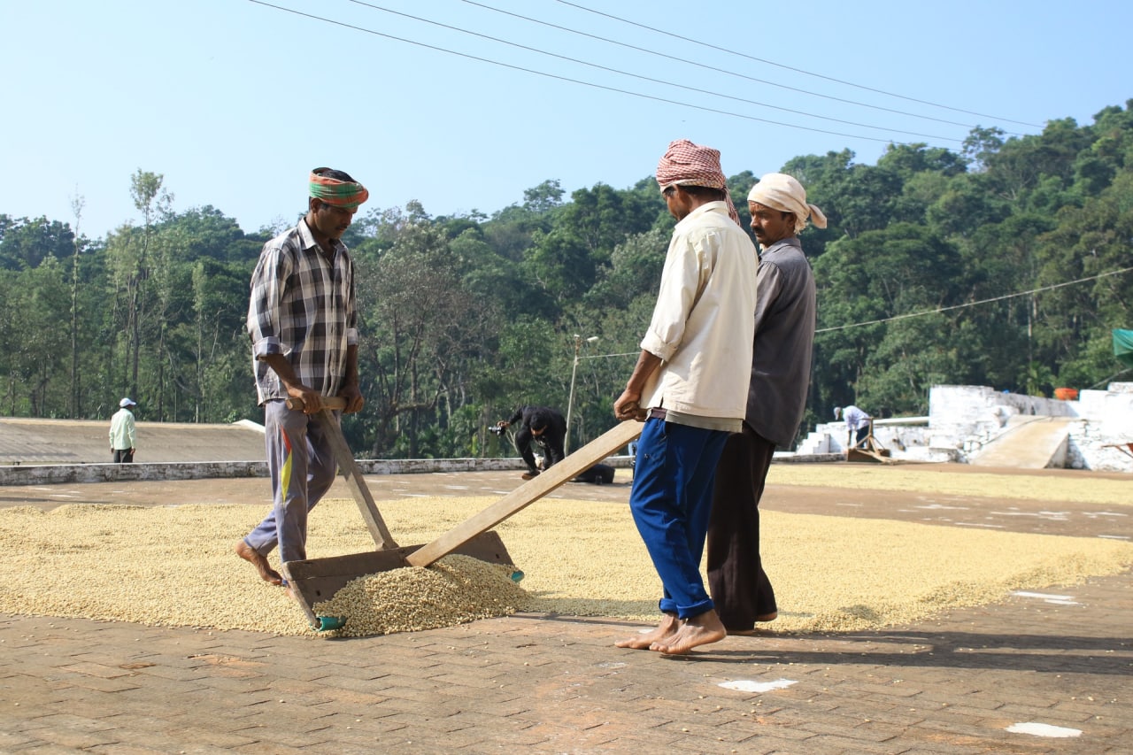 Our Coffee – Kelachandra Coffee